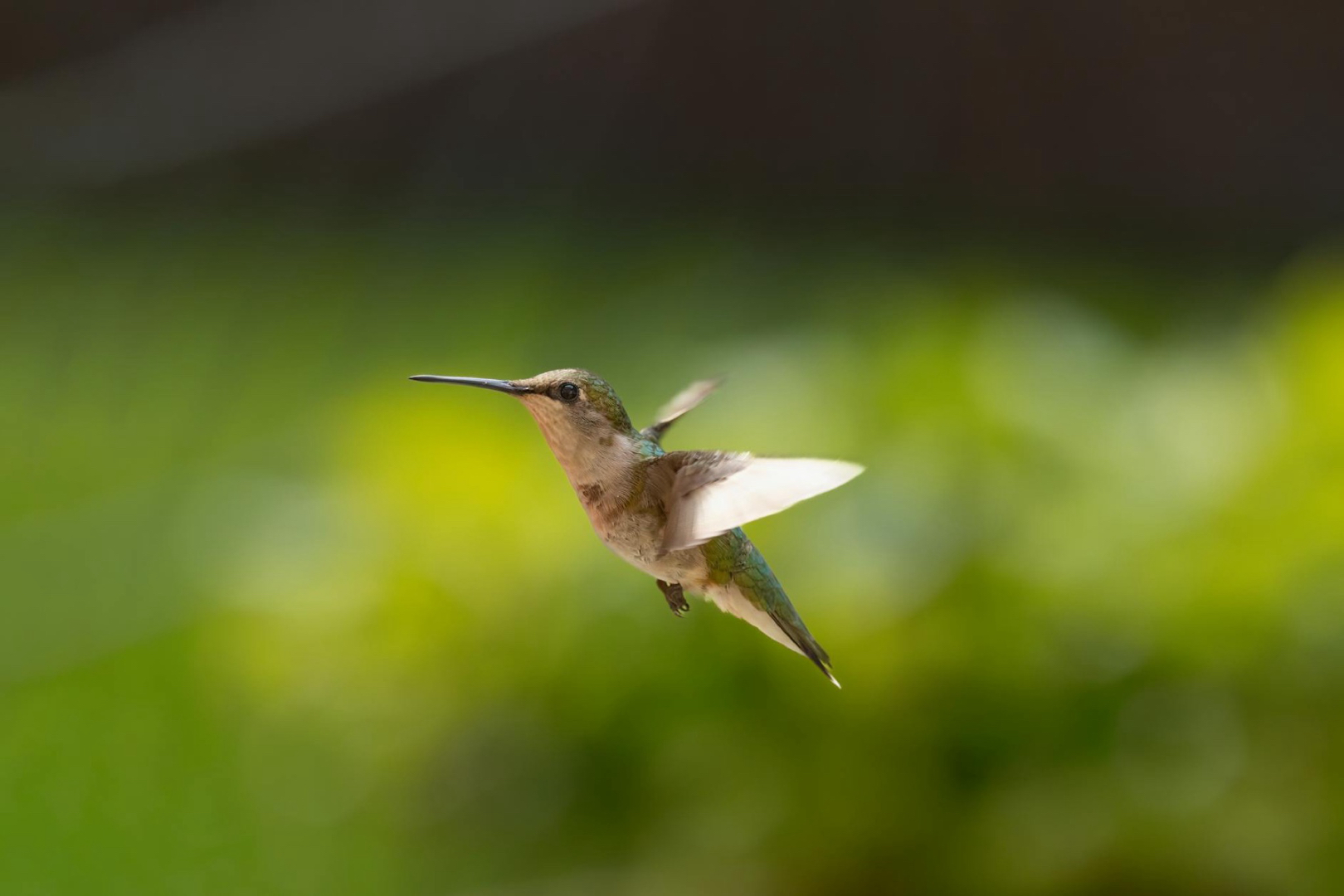 Jenny Long - Hummingbird Hair | Health & Beauty in Coeur D Alene, ID