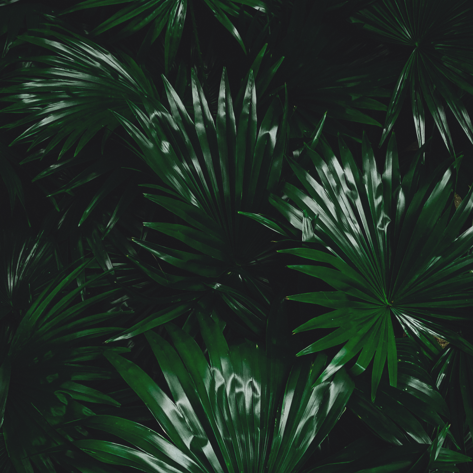 Moonlit Skin by Izzy